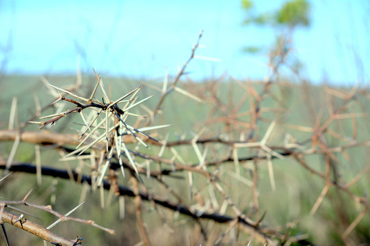 Thorntree Images – Browse 222 Stock Photos, Vectors, and Video | Adobe ...