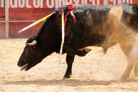 รูปภาพBullfighting – เลือกดูภาพถ่ายสต็อก เวกเตอร์ และวิดีโอ34,126 ...