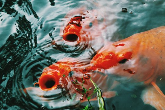 Defication Bilder – Durchsuchen 107,241 Archivfotos, Vektorgrafiken und ...