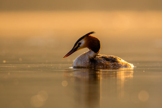 Waterbird Images – Browse 208,305 Stock Photos, Vectors, and Video ...