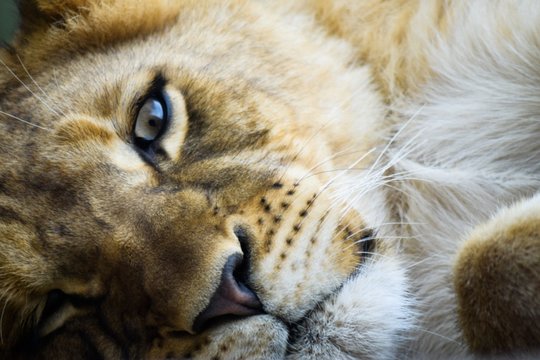 Raubkatze Bilder – Durchsuchen 1,598,721 Archivfotos, Vektorgrafiken ...