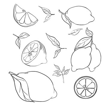 Lemon Line Art