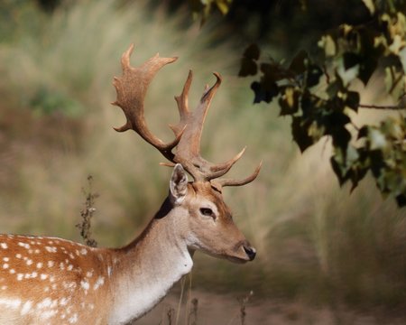 Stag 이미지 – 찾아보기 2,398,501 스톡 사진, 벡터 및 비디오 | Adobe Stock