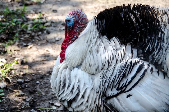 Turkey-Cock bilder – Bläddra bland 1,531,997 stockfoton, vektorer och ...