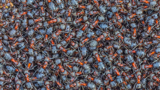 "Many Ants"-Bilder: Stock-Fotos & -Videos. | Adobe Stock