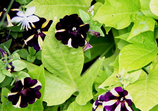 Prachtwinde Images – Browse 89 Stock Photos, Vectors, and Video | Adobe ...