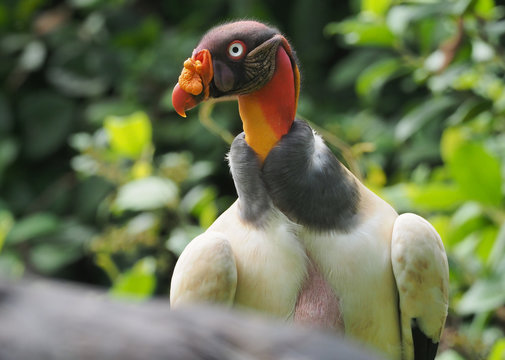 「Selten」の画像 - 19,159 件の Stock 写真、ベクターおよびビデオ | Adobe Stock