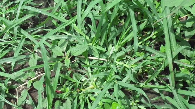 Goosegrass Images – Browse 1,855 Stock Photos, Vectors, and Video ...