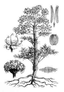 Ferula Bilder – Durchsuchen 819 Archivfotos, Vektorgrafiken und Videos ...