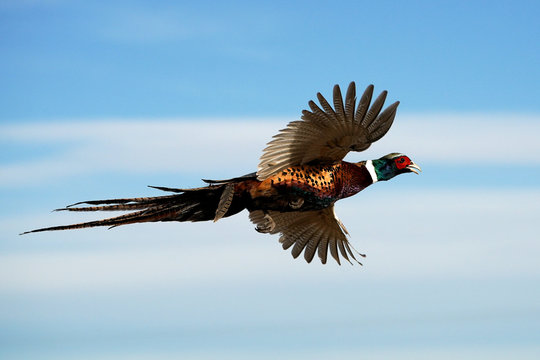 Pheasants In Flight
