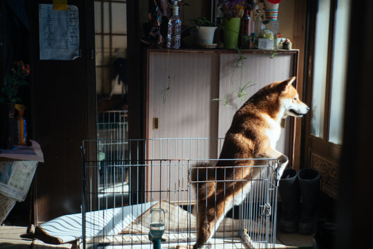 รูปภาพHachi – เลือกดูภาพถ่ายสต็อก เวกเตอร์ และวิดีโอ303 | Adobe Stock