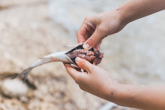 "Fish Entrails" Images – Browse 19 Stock Photos, Vectors, and Video ...