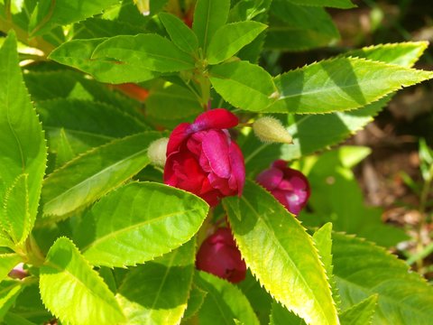 "Rose Balsam" Images – Browse 1,616 Stock Photos, Vectors, and Video ...