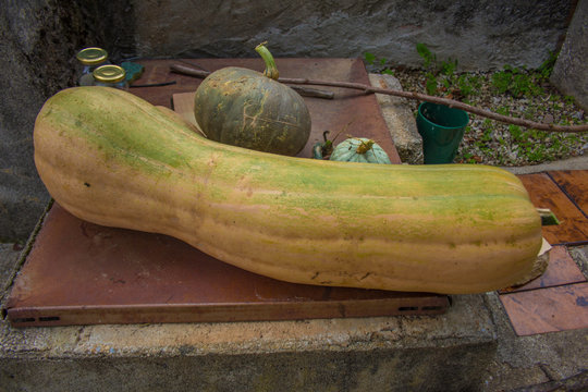 Marg bilder – Bläddra bland 43,766 stockfoton, vektorer och videor ...