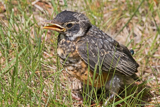 "Baby Robin" Images – Browse 553 Stock Photos, Vectors, and Video ...