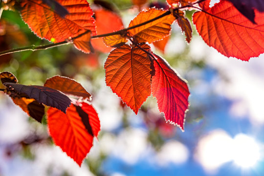 Haselnussblatt 이미지 – 찾아보기 103 스톡 사진, 벡터 및 비디오 | Adobe Stock