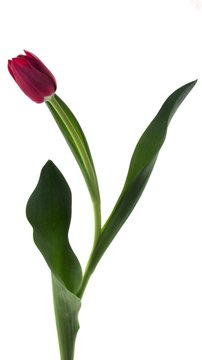 Ta-Da Images – Browse 107 Stock Photos, Vectors, and Video | Adobe Stock