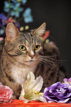 รูปภาพMei-Kun – เลือกดูภาพถ่ายสต็อก เวกเตอร์ และวิดีโอ74 | Adobe Stock