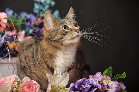 รูปภาพMei-Kun – เลือกดูภาพถ่ายสต็อก เวกเตอร์ และวิดีโอ72 | Adobe Stock