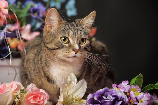 รูปภาพMei-Kun – เลือกดูภาพถ่ายสต็อก เวกเตอร์ และวิดีโอ74 | Adobe Stock