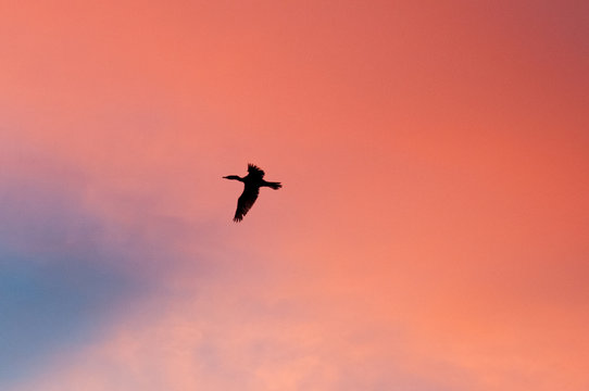 รูปภาพAvistar – เลือกดูภาพถ่ายสต็อก เวกเตอร์ และวิดีโอ277 | Adobe Stock