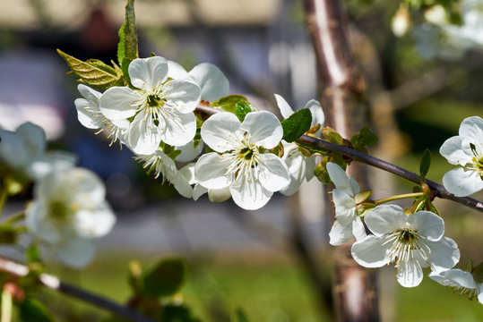 Kische Bilder – Durchsuchen 343 Archivfotos, Vektorgrafiken und Videos ...
