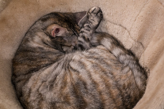 Enroscado Images – Browse 68 Stock Photos, Vectors, and Video | Adobe Stock