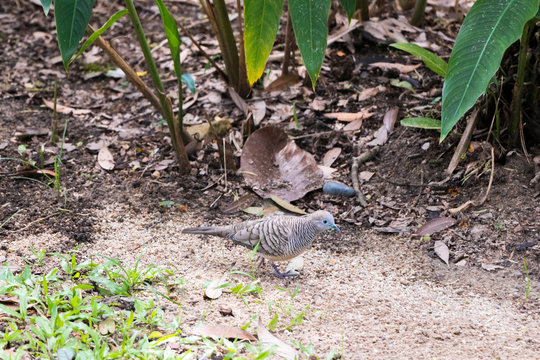 รูปภาพKurokutok – เลือกดูภาพถ่ายสต็อก เวกเตอร์ และวิดีโอ1,546 | Adobe Stock