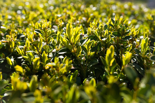 รูปภาพ"Laurus – เลือกดูภาพถ่ายสต็อก เวกเตอร์ และวิดีโอ8,535 | Adobe Stock
