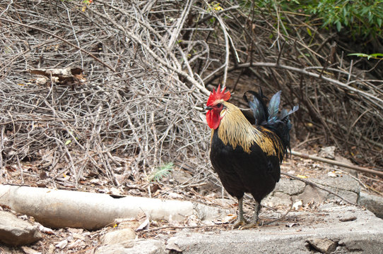 รูปภาพCaruncle – เลือกดูภาพถ่ายสต็อก เวกเตอร์ และวิดีโอ846 | Adobe Stock