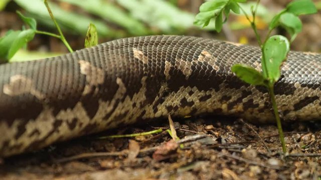 "Sand Boa" Images – Browse 172 Stock Photos, Vectors, and Video | Adobe Stock