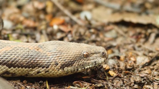 "Sand Boa" Images – Browse 172 Stock Photos, Vectors, and Video | Adobe ...