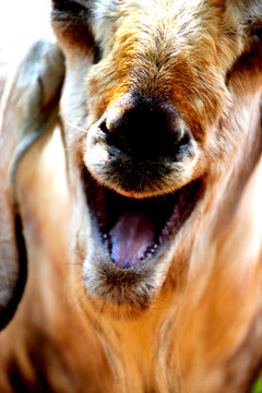 Mecker Bilder – Durchsuchen 3,225 Archivfotos, Vektorgrafiken und ...