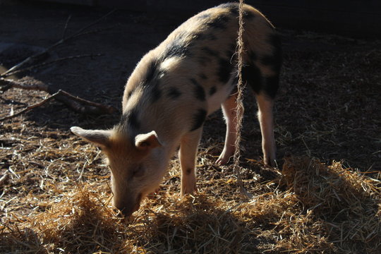 Maialino Bilder – Durchsuchen 693 Archivfotos, Vektorgrafiken und ...