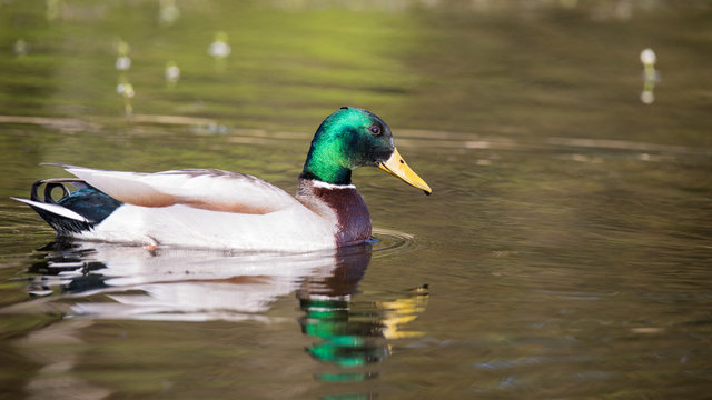รูปภาพ"Ente" – เลือกดูภาพถ่ายสต็อก เวกเตอร์ และวิดีโอ59,000 | Adobe Stock