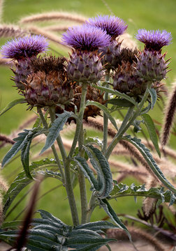 รูปภาพCarde – เลือกดูภาพถ่ายสต็อก เวกเตอร์ และวิดีโอ397 | Adobe Stock