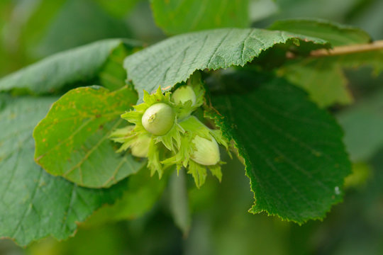 Haselstrauch Images – Browse 858 Stock Photos, Vectors, and Video ...