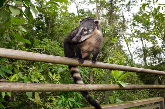 Ostronos bilder – Bläddra bland 16 stockfoton, vektorer och videor ...
