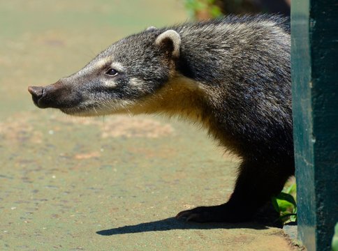 Ostronos bilder – Bläddra bland 16 stockfoton, vektorer och videor ...