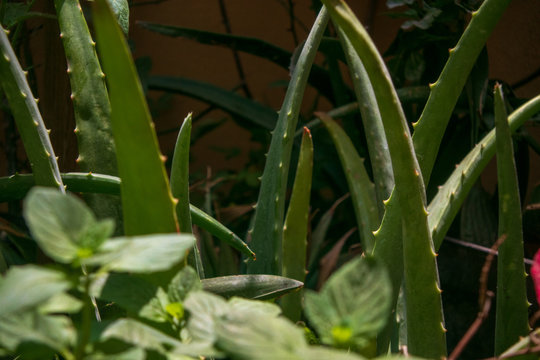 Savila Images – Browse 99 Stock Photos, Vectors, and Video | Adobe Stock