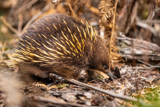 Tachyglossidae 影像 – 瀏覽 3,588 個素材庫相片、向量圖和影片 | Adobe Stock