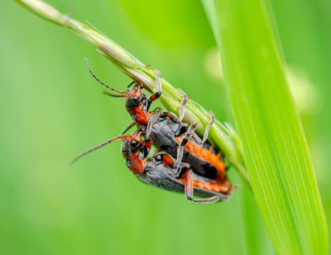 รูปภาพFusca – เลือกดูภาพถ่ายสต็อก เวกเตอร์ และวิดีโอ1,594 | Adobe Stock