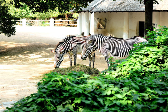 รูปภาพZoo – เลือกดูภาพถ่ายสต็อก เวกเตอร์ และวิดีโอ2,023,605 | Adobe Stock