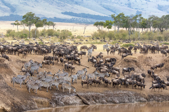 Migrate Bilder – Durchsuchen 91,400 Archivfotos, Vektorgrafiken und ...