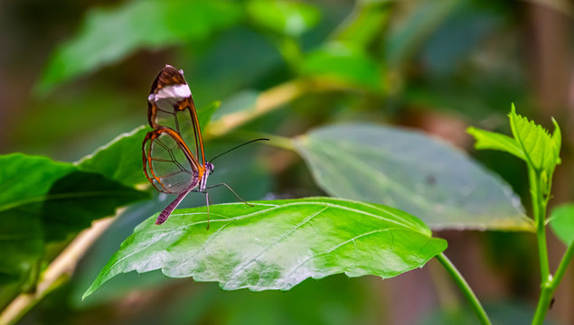 รูปภาพGlasswing – เลือกดูภาพถ่ายสต็อก เวกเตอร์ และวิดีโอ1,021 | Adobe Stock