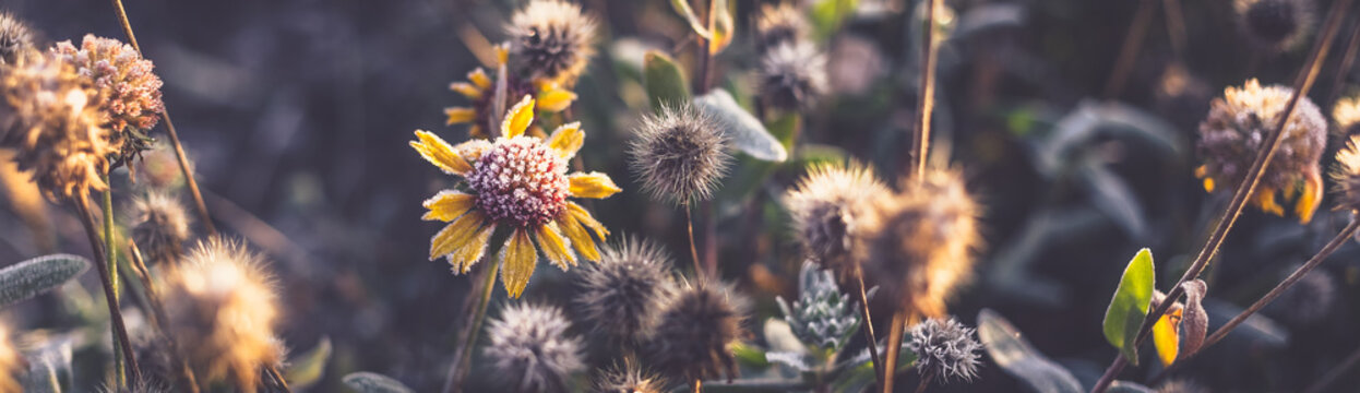 Frostblumen Bilder – Durchsuchen 165,515 Archivfotos, Vektorgrafiken ...