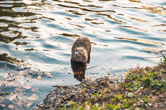 Afbeeldingen over "River Rat" – Blader in stockfoto's, vectoren en ...