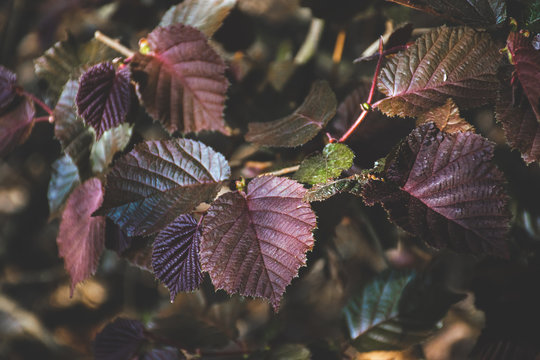"Hazel Leaves" Images – Browse 100 Stock Photos, Vectors, and Video ...