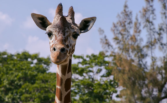 รูปภาพJirafa – เลือกดูภาพถ่ายสต็อก เวกเตอร์ และวิดีโอ1,744 | Adobe Stock