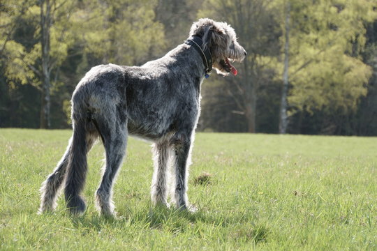 Volkodav 이미지 – 찾아보기 6,788 스톡 사진, 벡터 및 비디오 | Adobe Stock